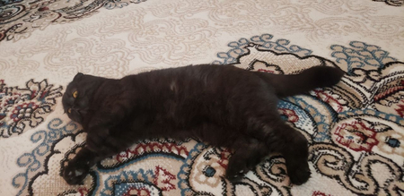 Шотландская вислоухая кошкa