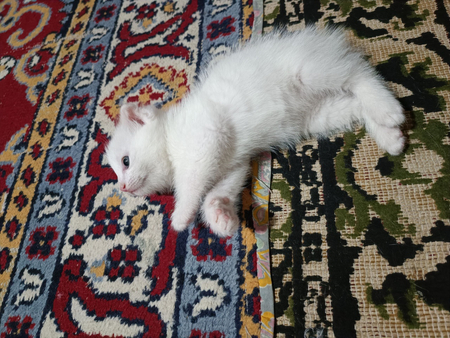Продаются котята