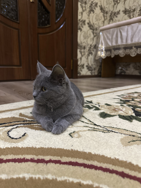 Кошка британский скоттиш страйт