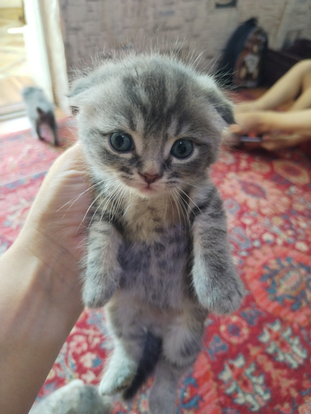 Продаются котята Скотиш Фолд