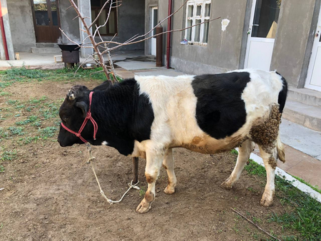 Buqachala Toshkent Zangiota rayoni