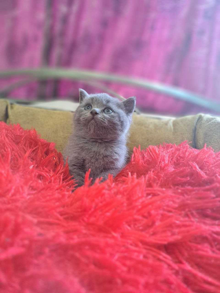 Продается котенок скоттиш страйт, крупный, красивый мальчик.
