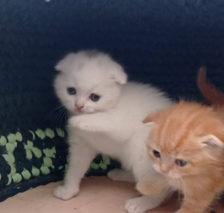 Скоттиш фолд шотландская вислоухая кошка