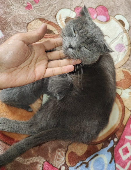 Продаётся вислоухая кошка