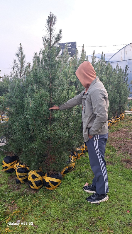 Арча ве декоративни кучатлари келди оптом нархда