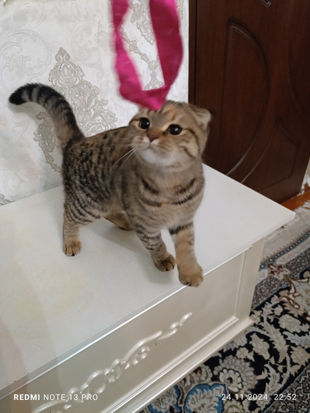 Шотландский Скоттиш фолд