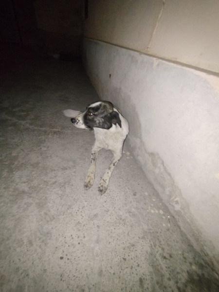 Отдадим в хорошие руки