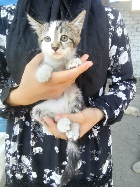 Срочно продаётся котят британский страйт мраморний табби