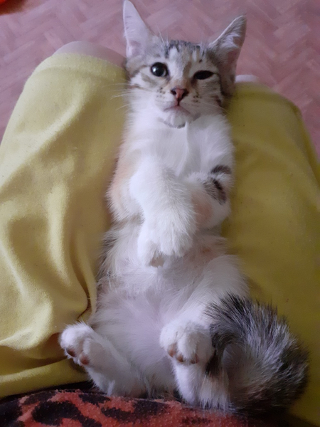 Отдам котёнка девочку