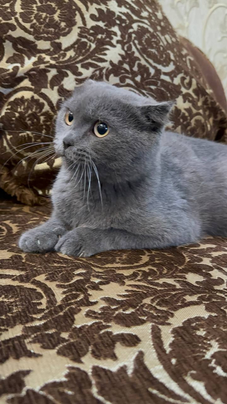 Кошки 10ойли чисти  шотла 2  230 сум ндиа