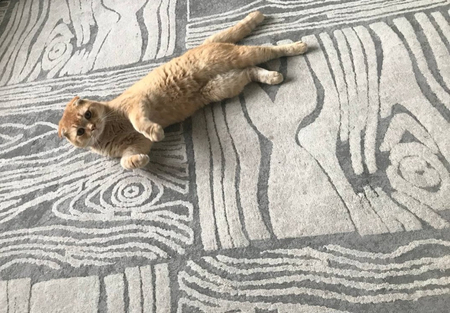 Скоттиш фолд сотилади