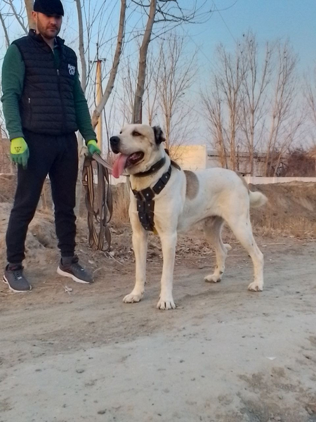 Продаётся собака Алабай (САО)