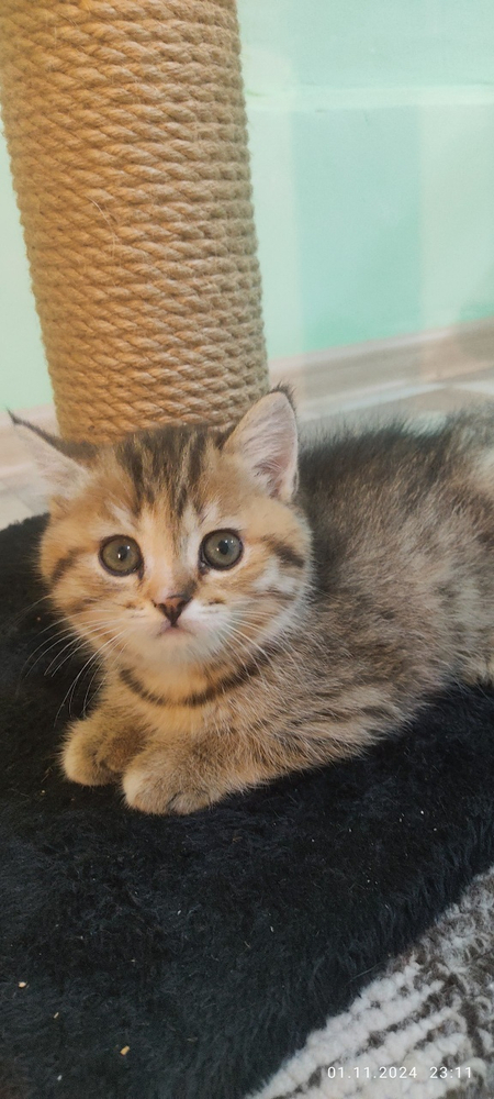 Котята скоттиш фолд и скоттиш страйт
