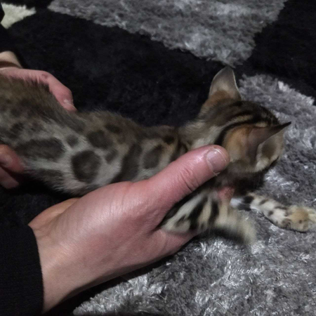 Котята бенгальской породы