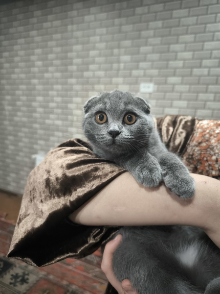 Scottish fold сотилади