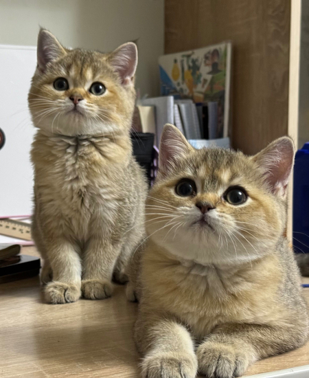 Продаются котята
