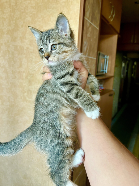 Котёнок очень красивый 2 месяца