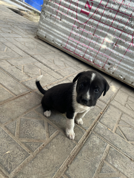 Животные собака щенок маленький