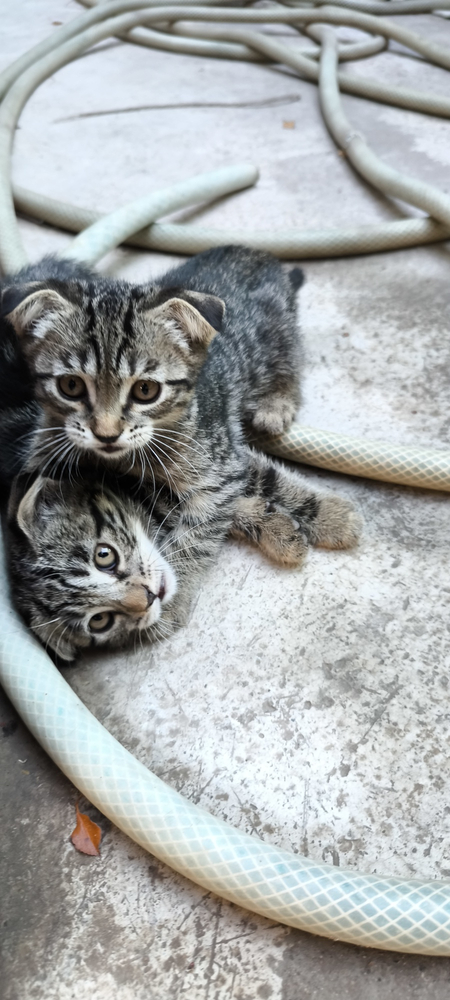 Вислоухие котята полтора месяца шатландская
