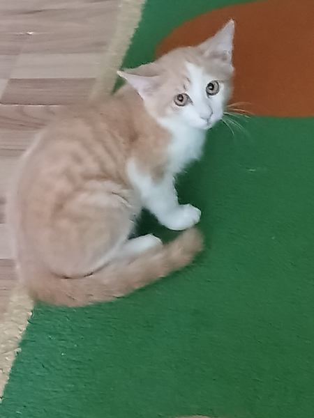 Котенок, мальчик, 4 месяца, все умеет