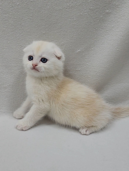 Мальчик Скоттиш фолд