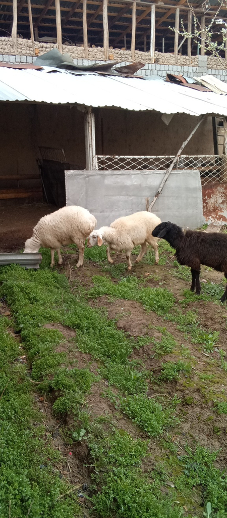 Qoyla sotiladi 7 ta qoldi bittada xammasini bervoraman