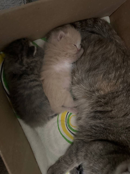 Котята Скоттиш фолд - Scottish Fold