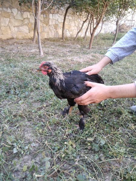 Xo\\\'roz 6 oylik zotdor