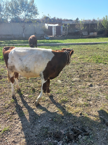 Buqacha bn gunajin sotiladi