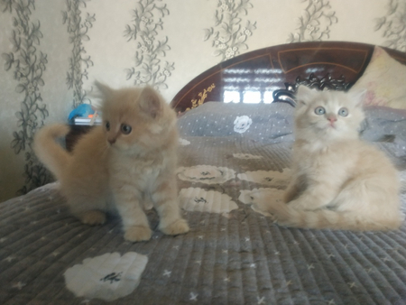 Mushuk bolalari sotiladi zotli sor sovga