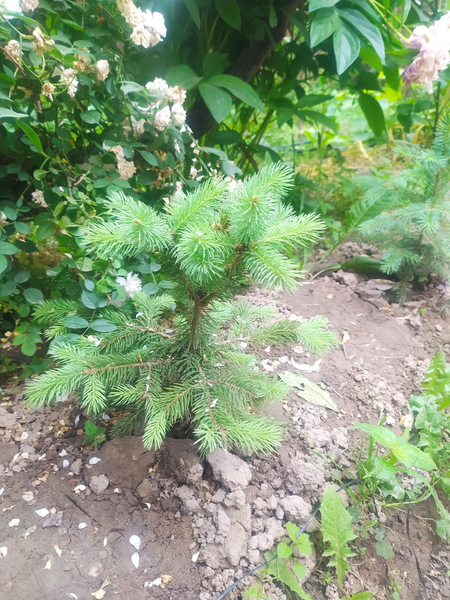 Голубой ель киргиз