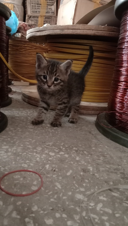 Отдам котят в хорошие руки.