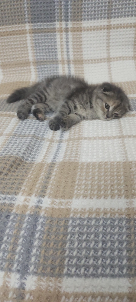 Скоттиш фолд котенок/skottish fold mushukcha