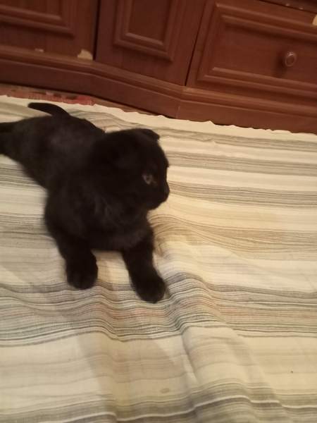 Mushuk. Zoti scottish Flod
