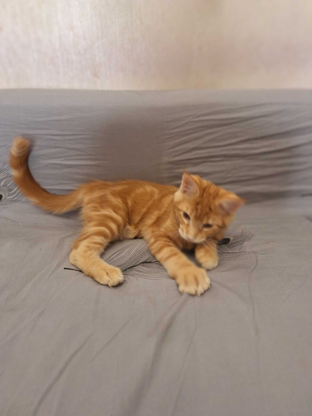 Мей-кун котёнок.Готова к переезду в новый дом.