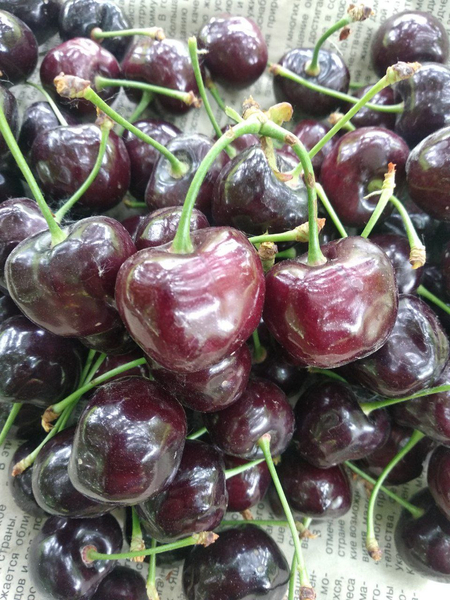 Koʻchatlar кучатлар