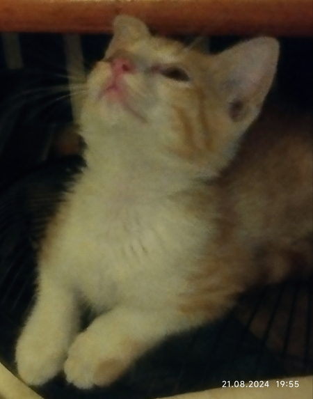 Симпатичный, рыжинький котенок.