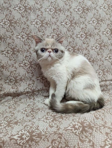 Шикарный котенок экзот, девочка