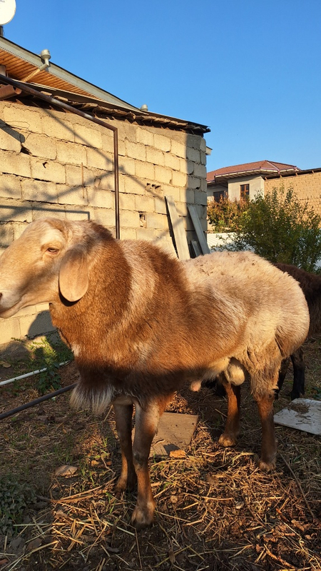 тоза зотлиг кучкор едилбай