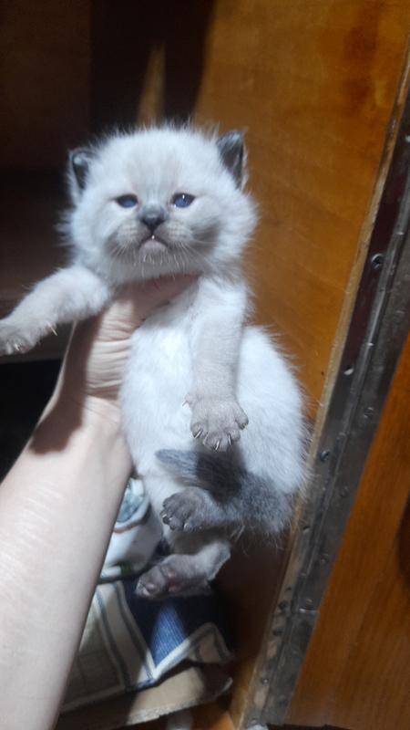 Продаётся Котята на Брон