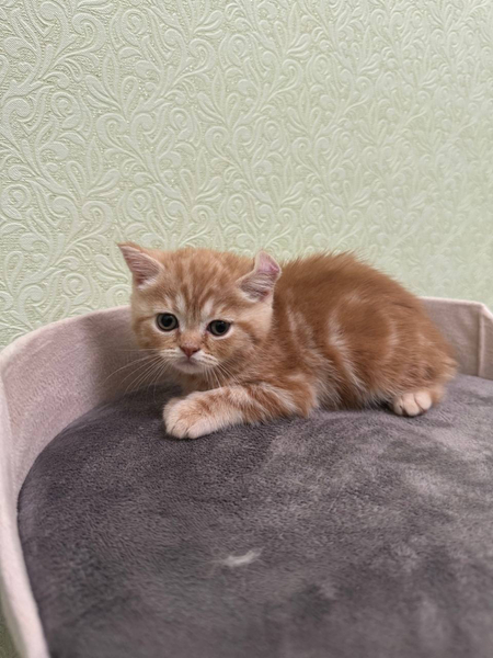 Продажа котят скотиш страйт и скотиш фолд