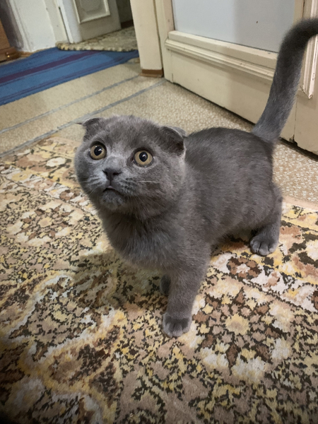 Котёнок Скотиш фолд 3 месяца девочка