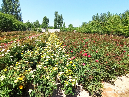 Atirgul kochatlar sotiladi