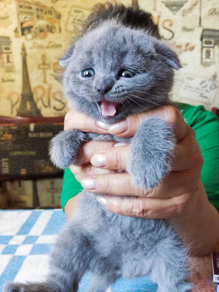 Продаются котята