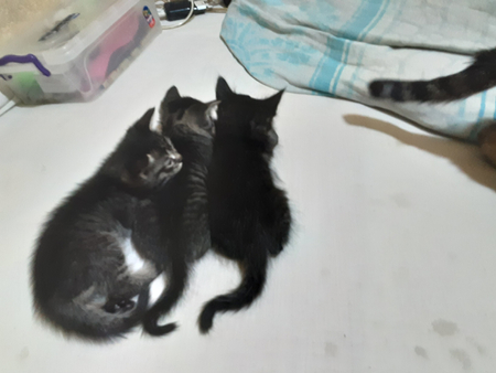Отдаём котят в добрые руки