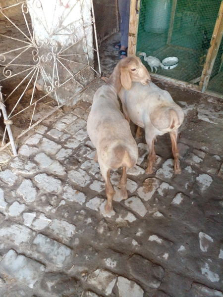 Зотли казоки кочкорлар