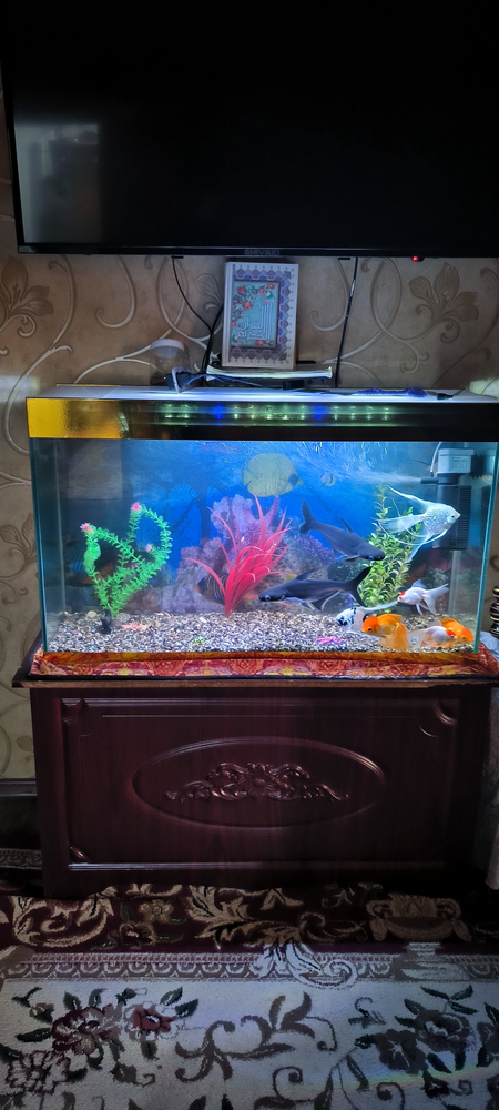 Akvarium Sotiladi Baliqlari bn 255 $