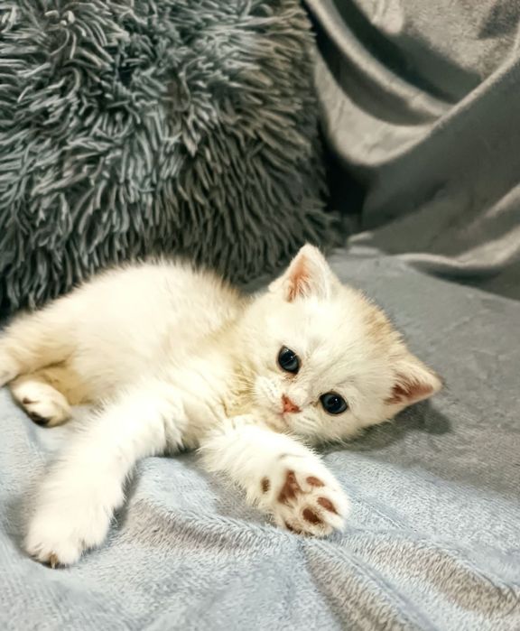 Шотландские вислоушки