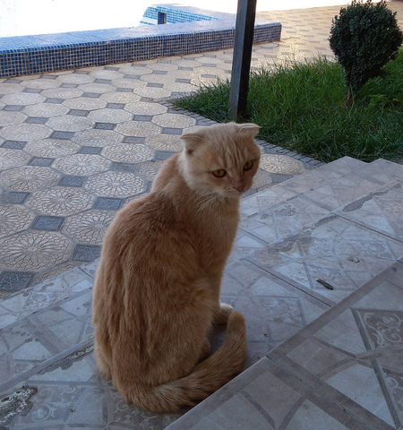 Кот , скоттиш страйк . Продаётся.