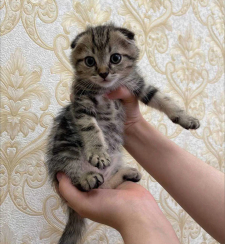Скоттиш фолд девочка